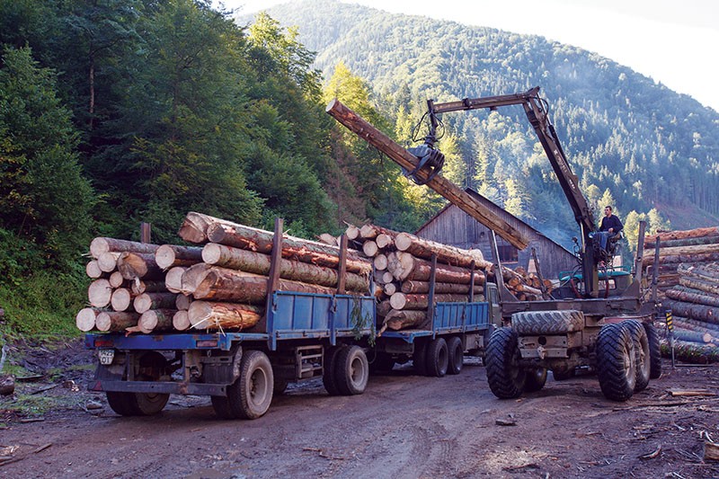 Corruption fuels illegal logging, destroying Ukraine’s forestland - Oct ...